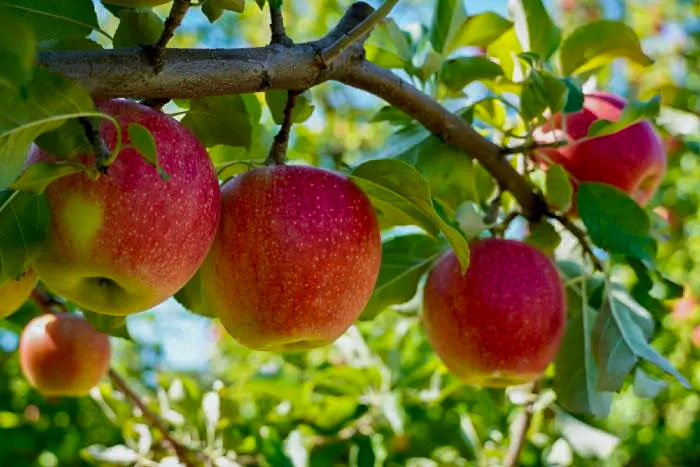 Scenic Vermont - Vermont Apple Orchards.